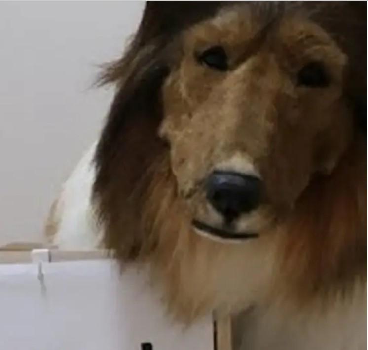 Man who spent $14K to transform himself into collie steps out for first ...